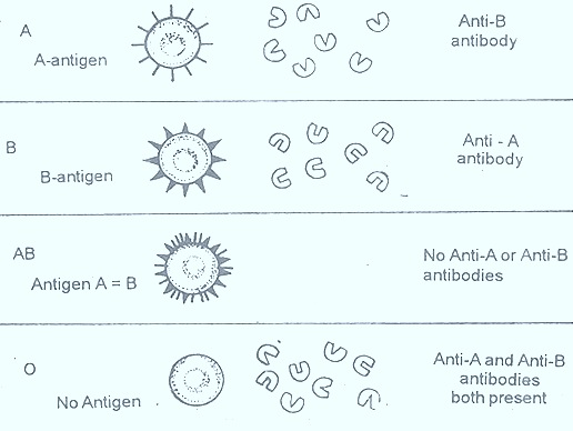 BLOOD GROUP INHERITANCE | BIOZOOM